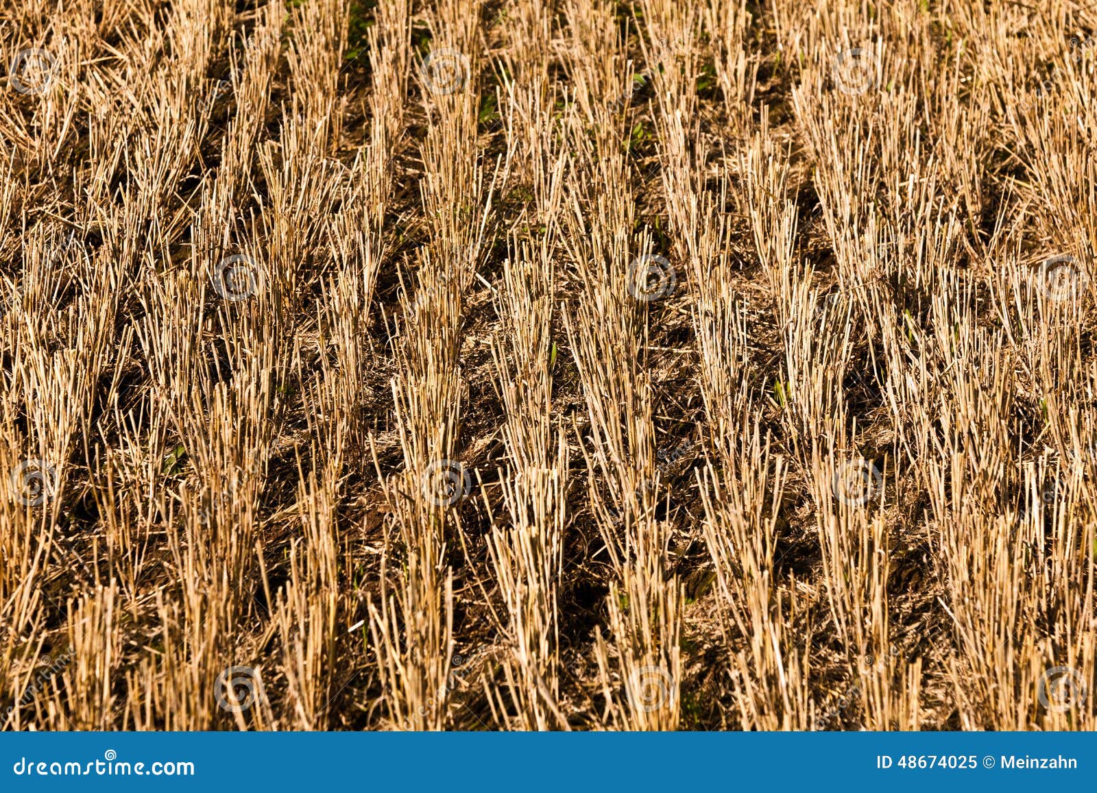 Stubble Field stock image. Image of golden, close, barbed - 48674025