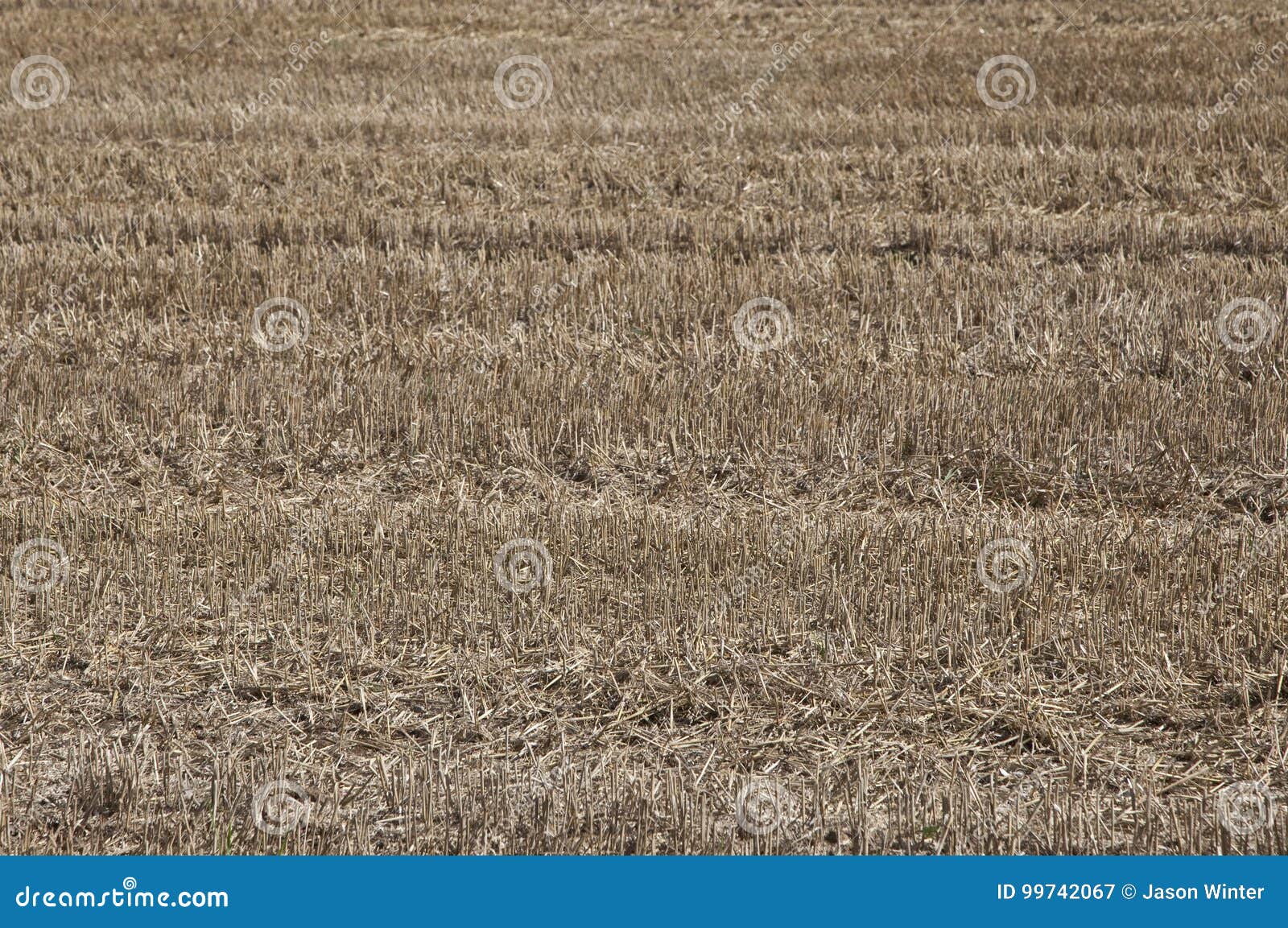 Stubble Field stock image. Image of haystack, stack, bale - 99742067