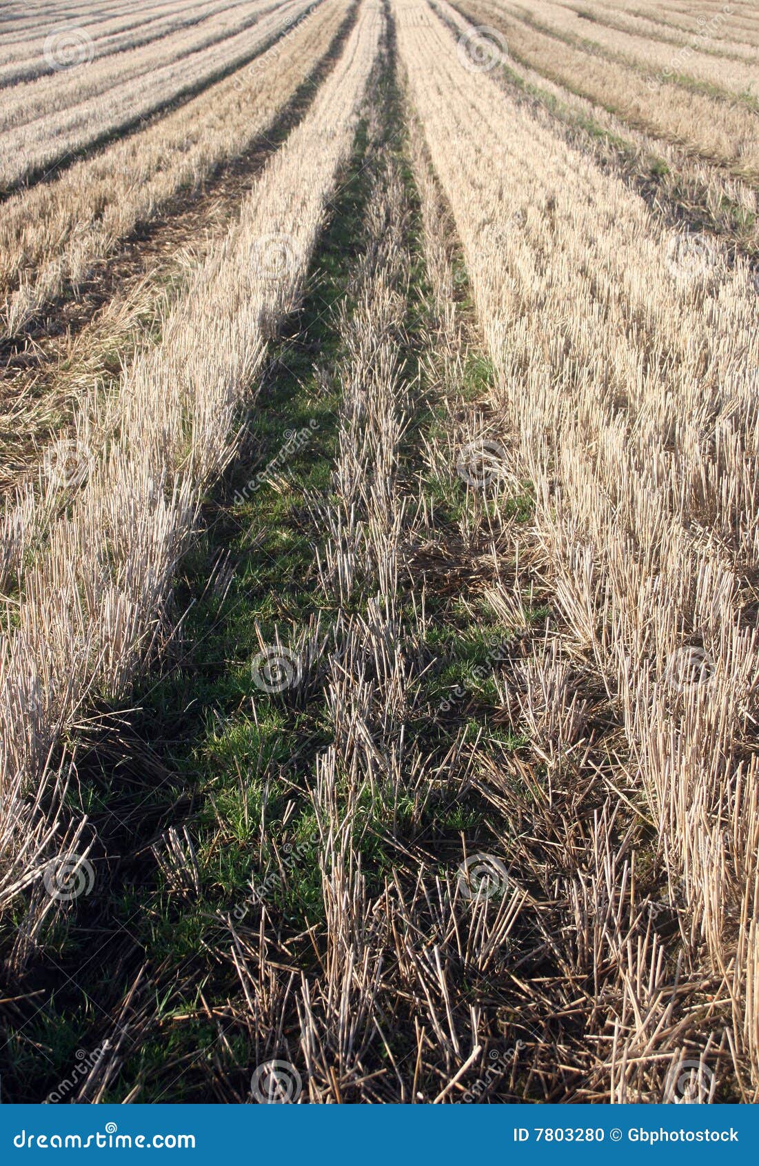 Stubble Field after Harvest Stock Photo - Image of stubble, outside ...