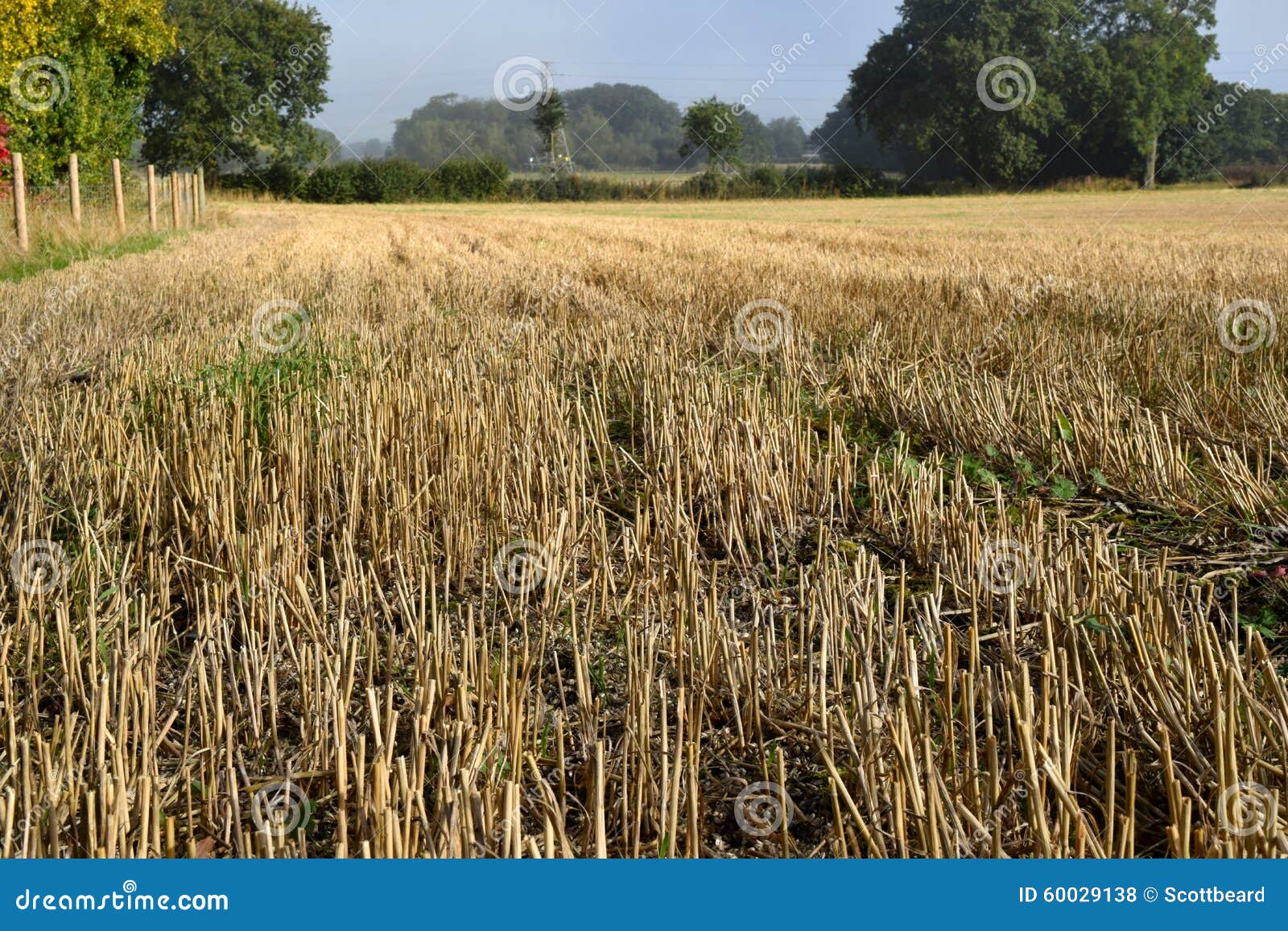Stubble in Field after Harvest Stock Photo - Image of trees, edge: 60029138