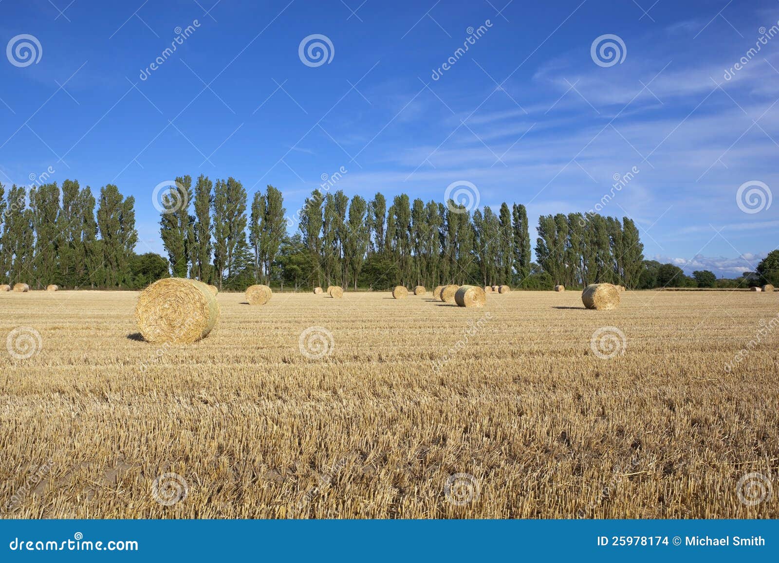Stubble Field with Poplar Trees Stock Photo - Image of trees ...