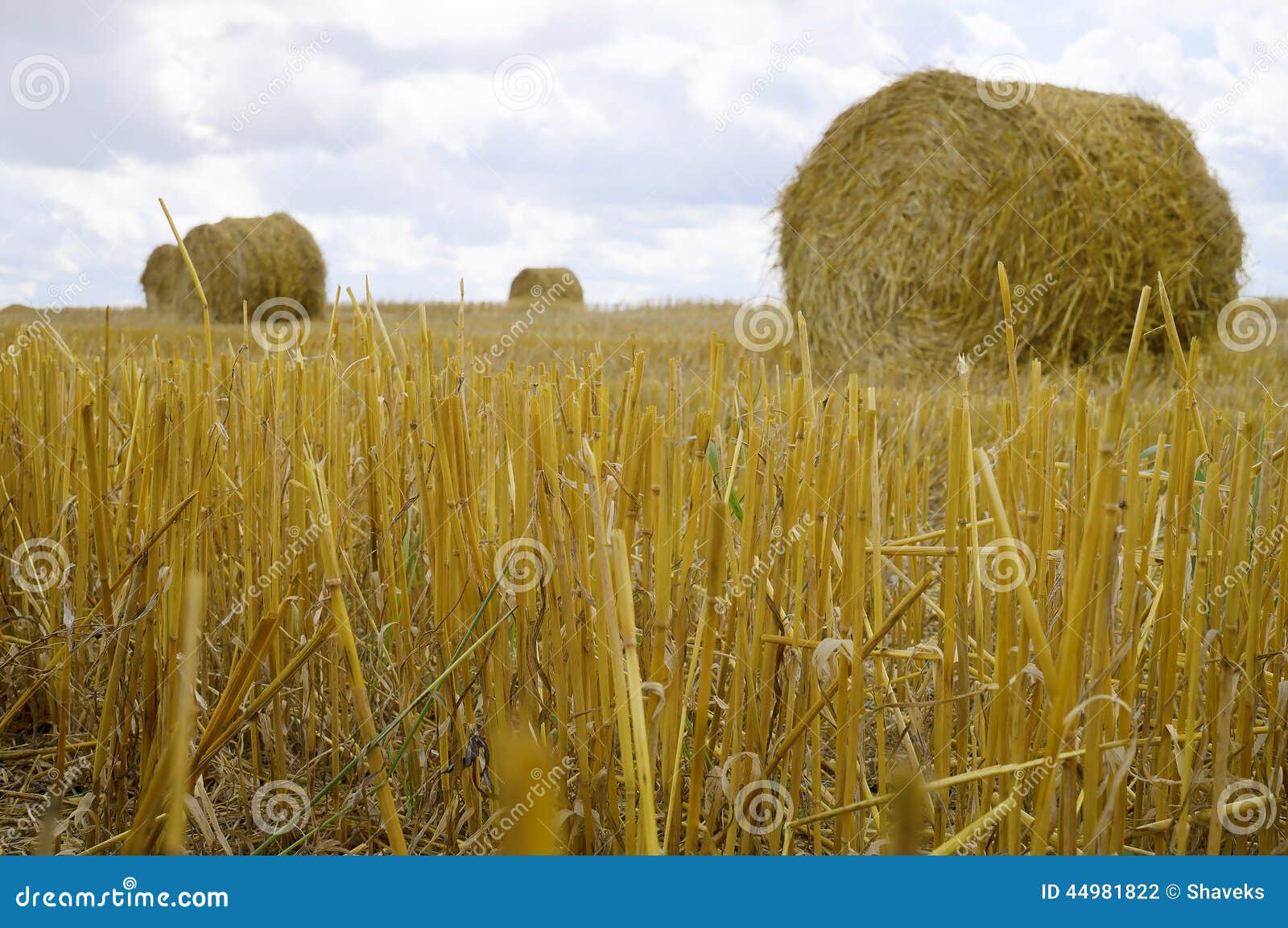Stubble Field with Straw Bundles Stock Photo - Image of nature, farm ...