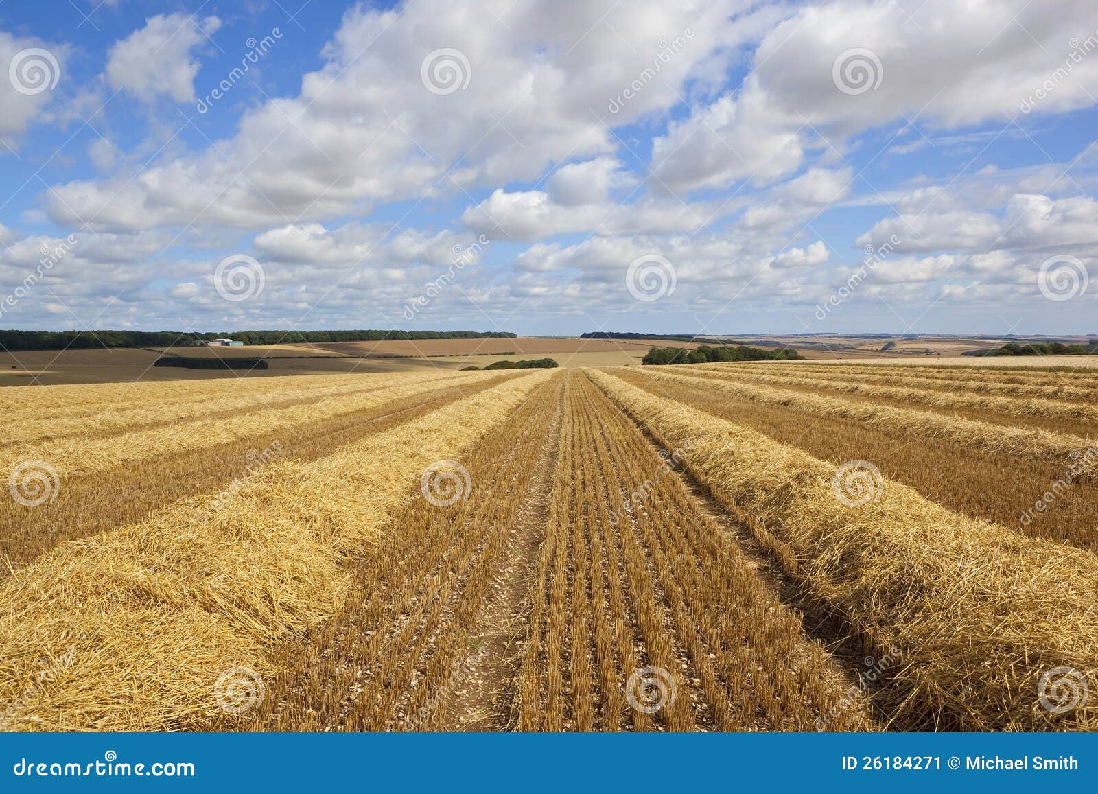 Stubble fields stock image. Image of summer, nature, straw - 26184271