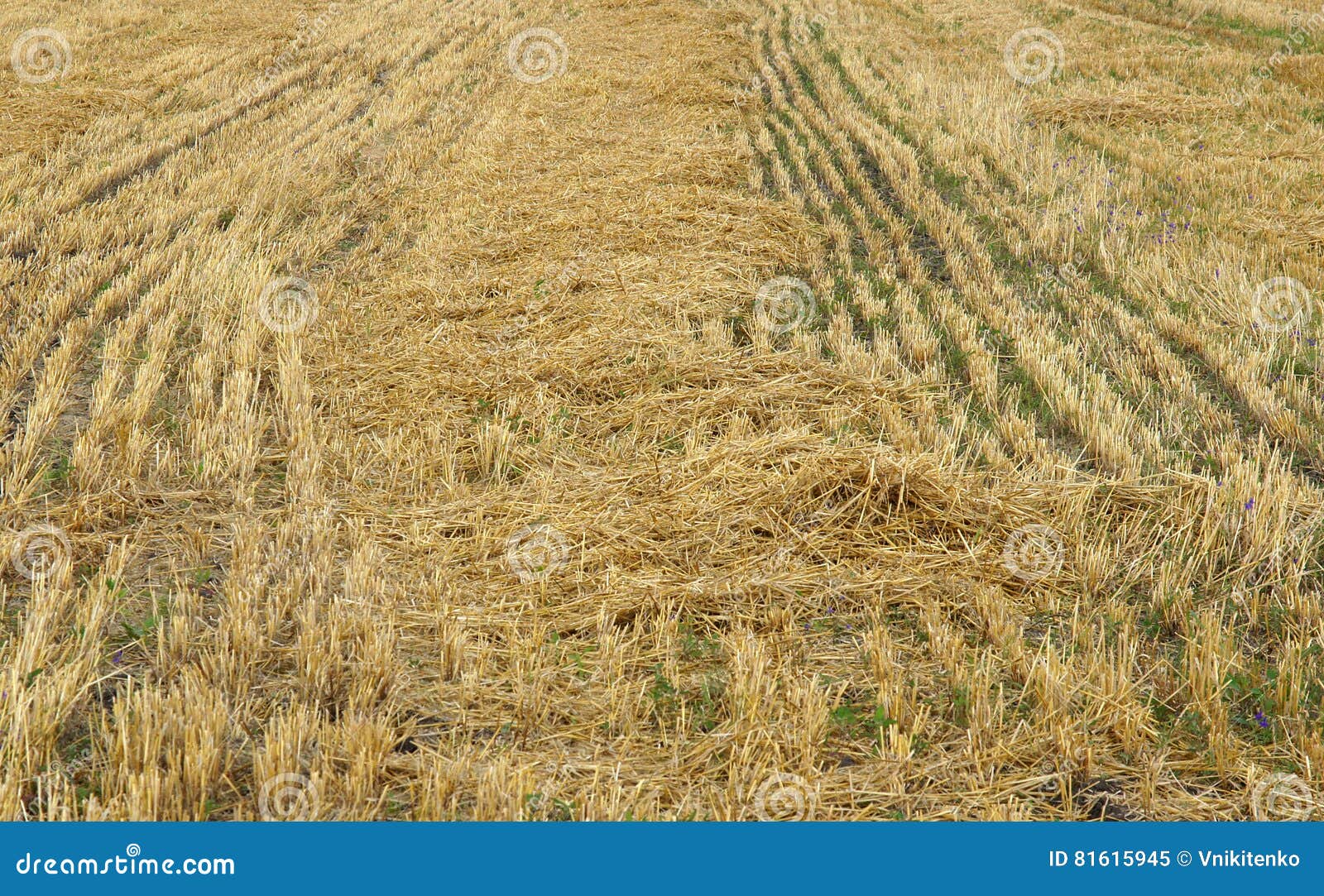 Stubble after harvest stock image. Image of color, farming - 81615945