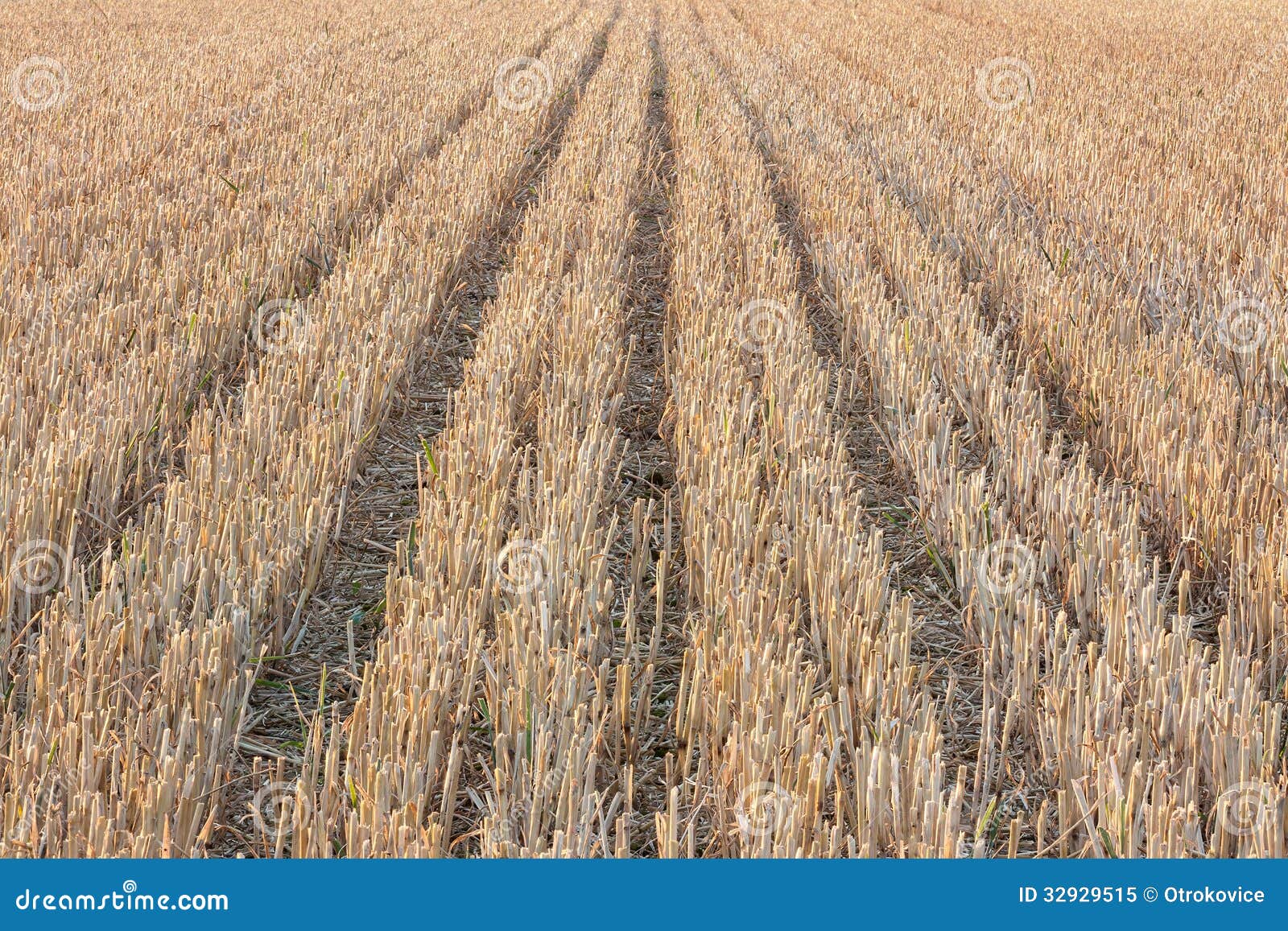 Stubble stock image. Image of growth, land, golden, crop - 32929515