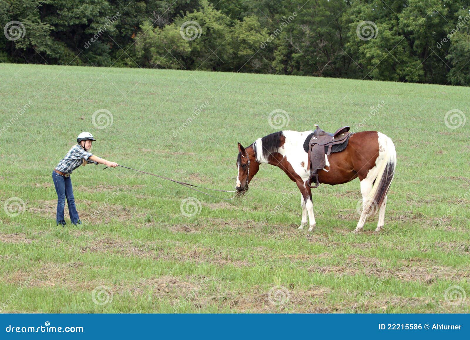Stubborn horse stock photo. Image of equestrian, outdoors - 22215586