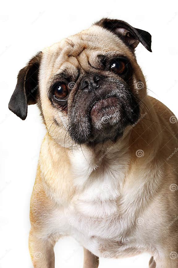 Stubborn Pug stock photo. Image of pets, frowning, upset - 6005080