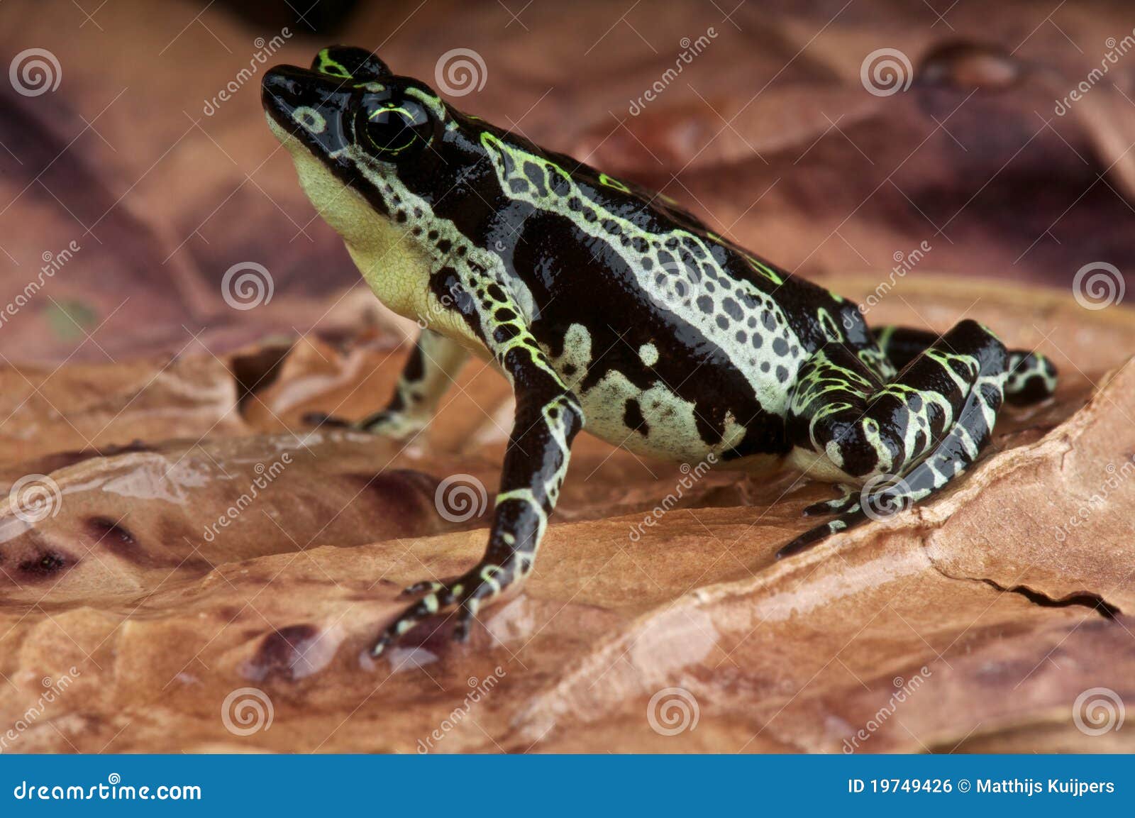 Stubfood toad stock photo. Image of black, green, pebas - 19749426