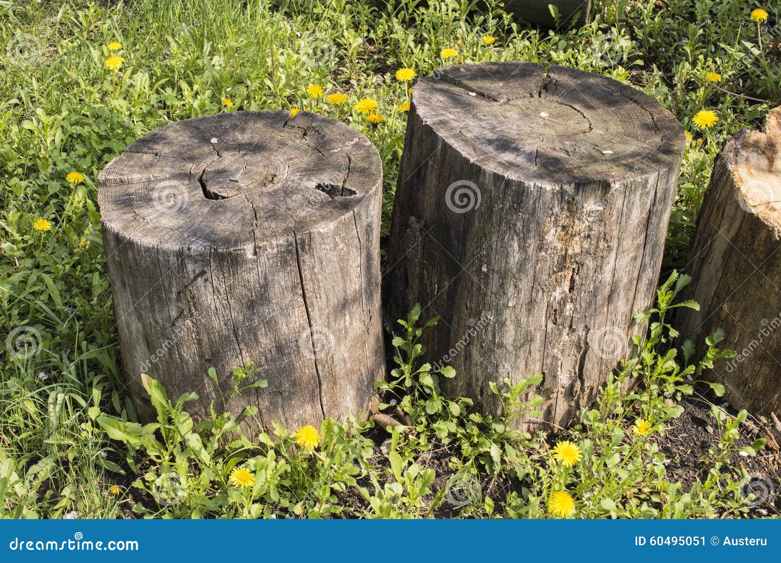 Stubs in a grass stock image. Image of decoration, vintage - 60495051