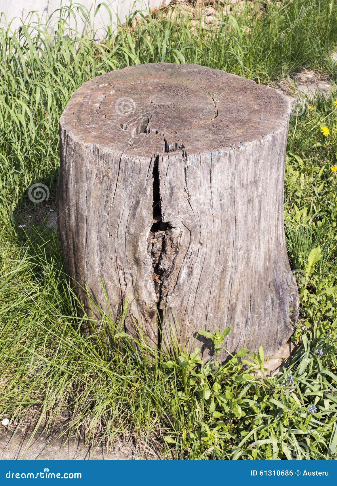 Stubs in a grass stock photo. Image of growth, surface - 61310686