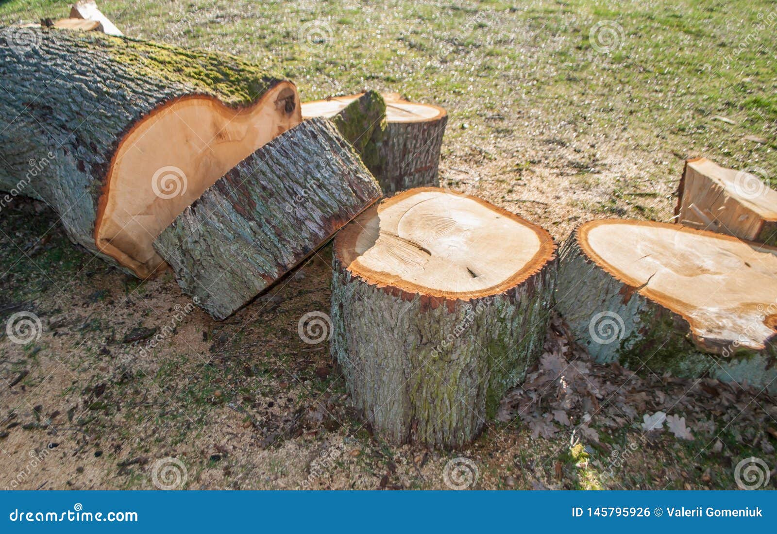 The Stubs from Recently Cut Off Tree Lying on a Grass Stock Photo ...