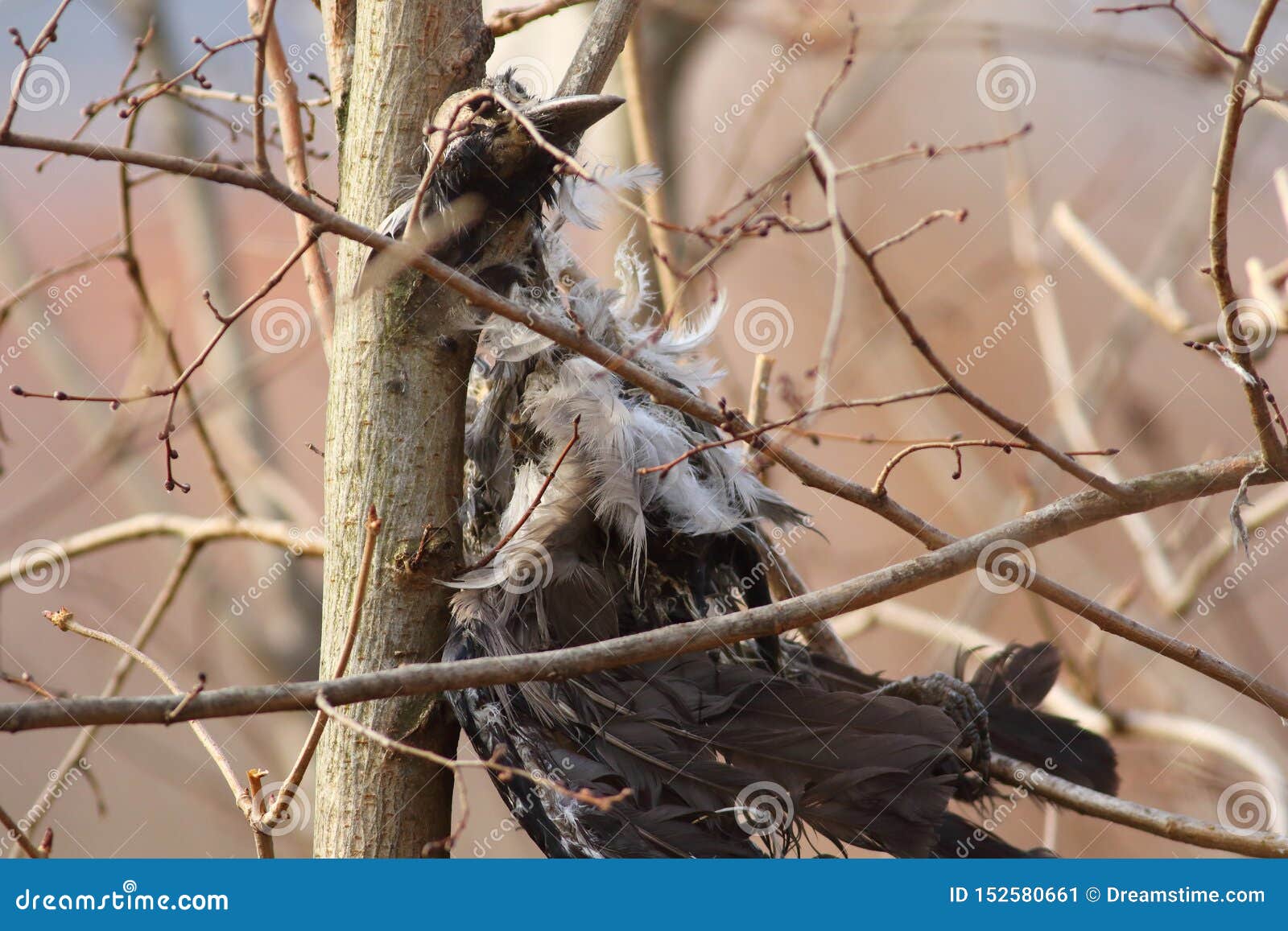 Stuck dead bird stock image. Image of sitting, closeup - 152580661