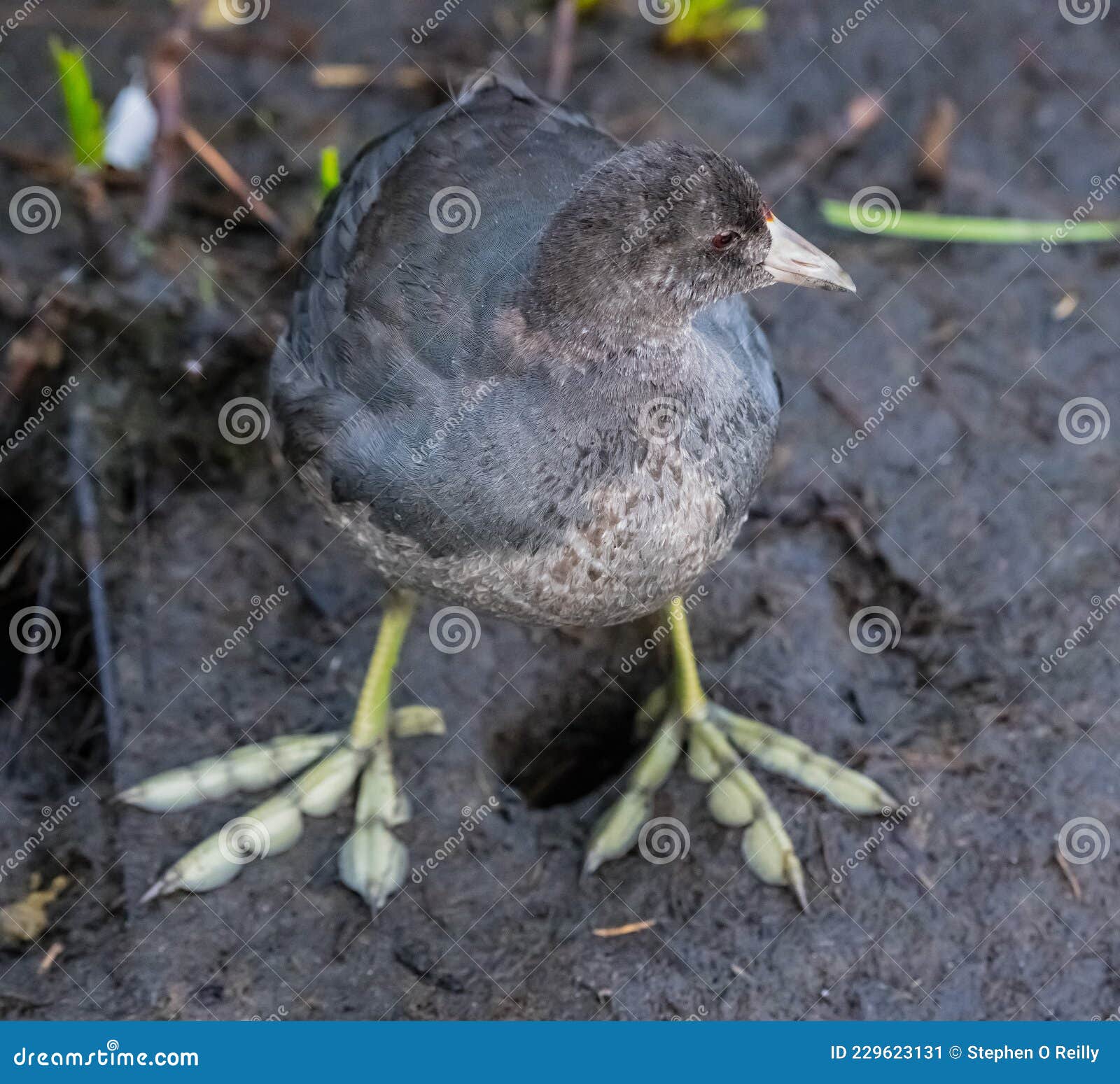 Stuck in the Mud Chicken American Coot Stock Image - Image of stuck ...