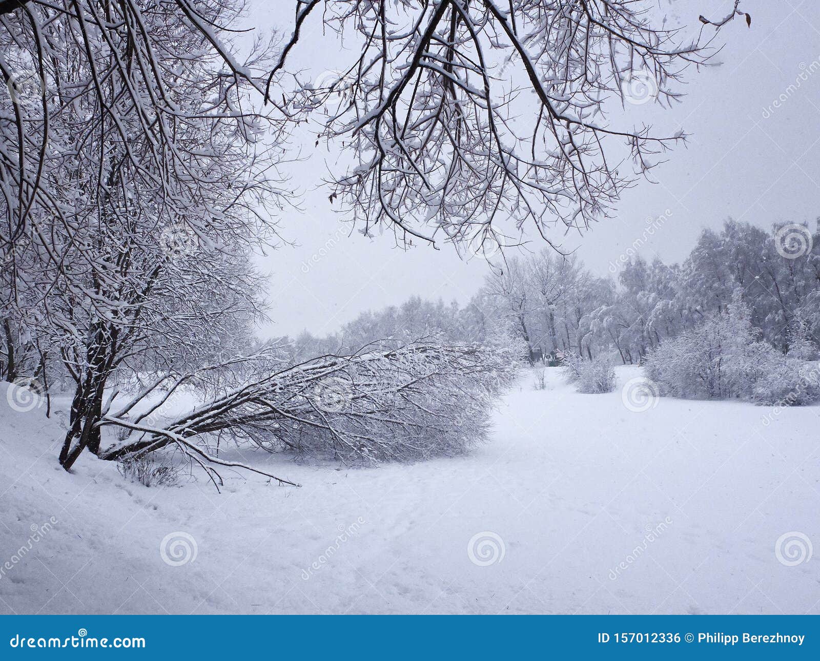 Stuck Snow on the Trees and Broken Fallen Tree on the Ground. Park in ...