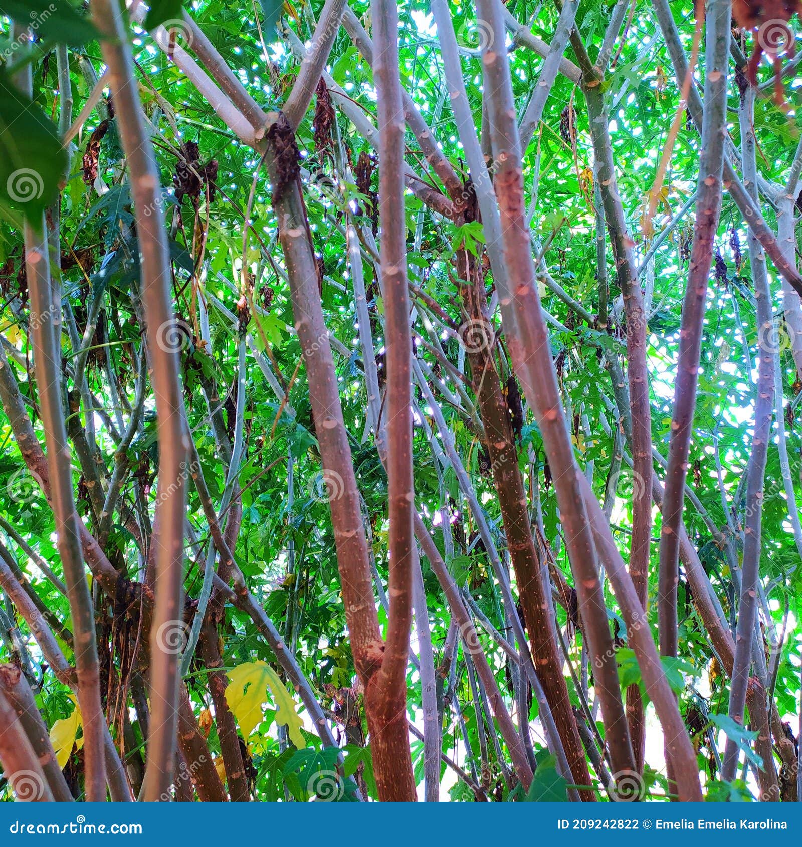 Stuck in the tree stock photo. Image of woodland, stuck - 209242822