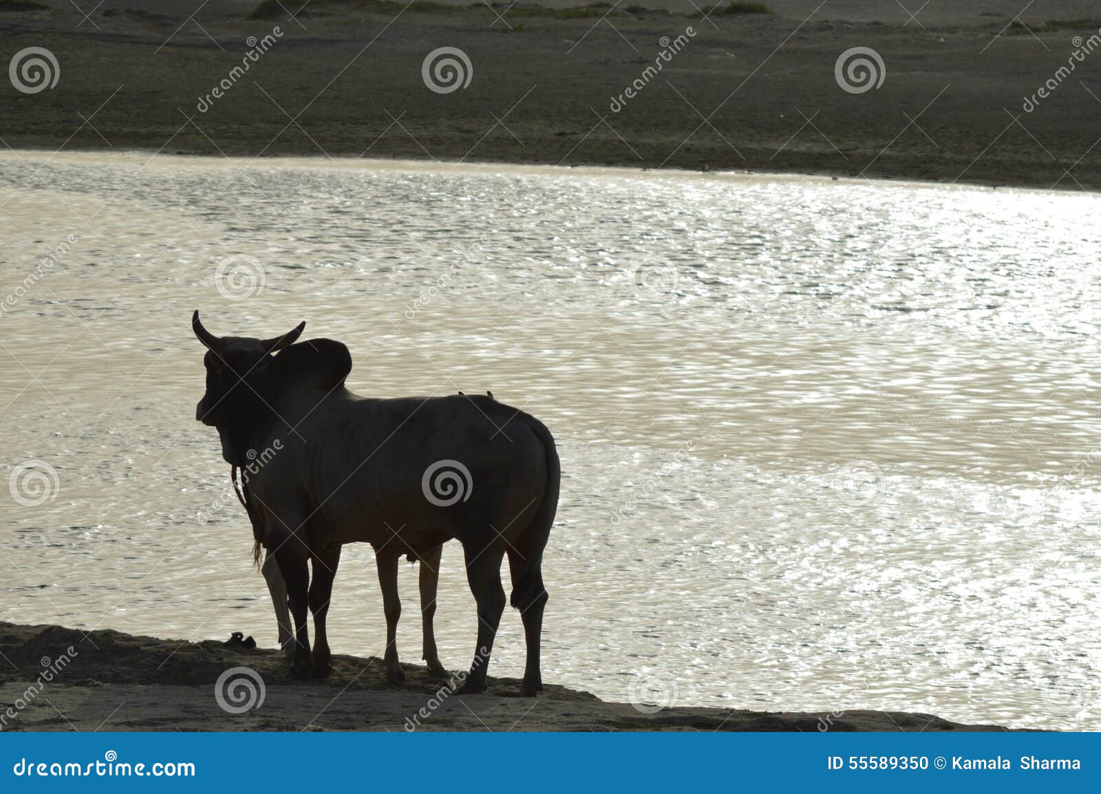 Stud Bull Relishing Holy River India Stock Photo - Image of ashram ...