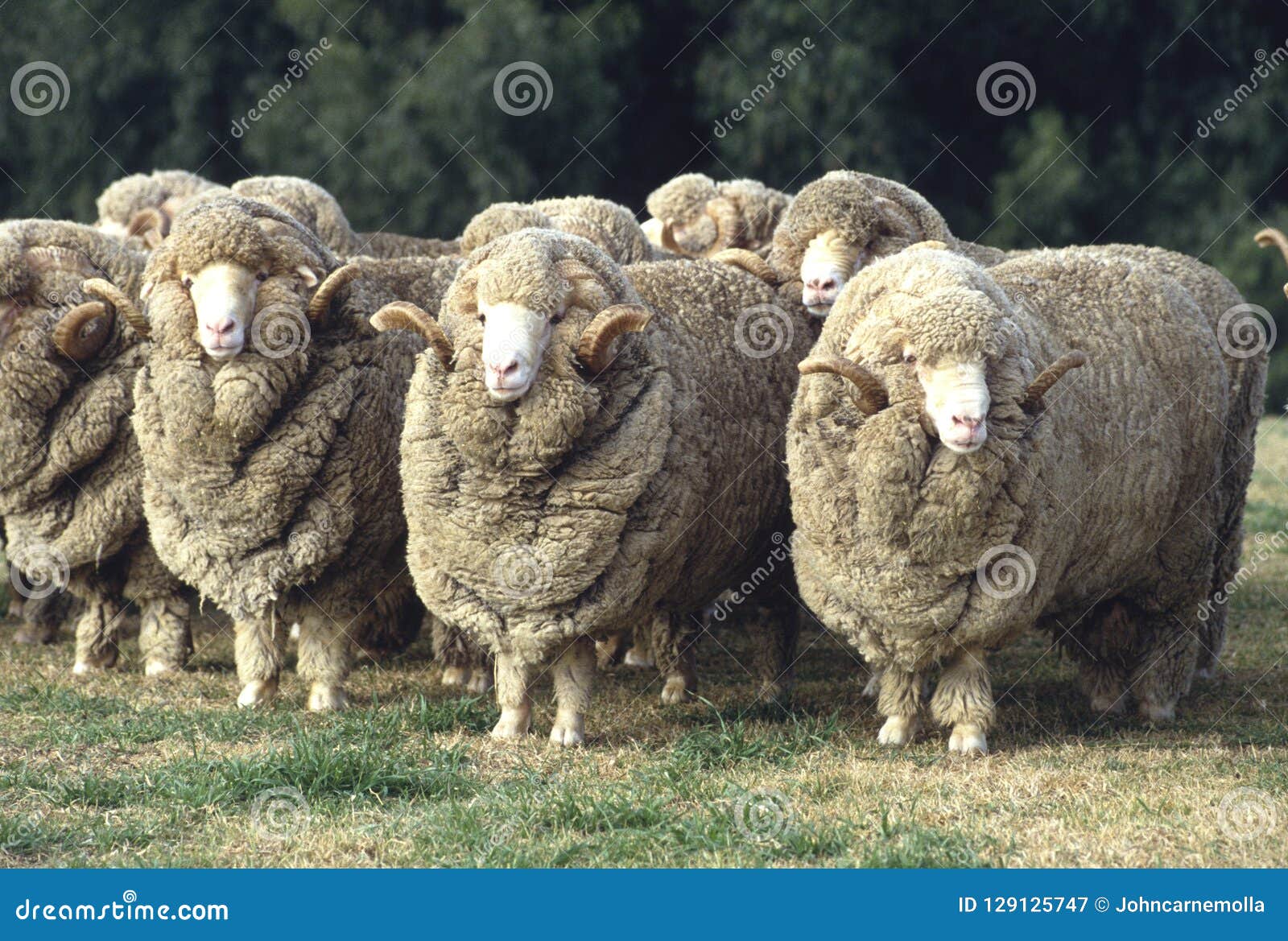Stud Merino rams stock image. Image of rural, merino - 129125747