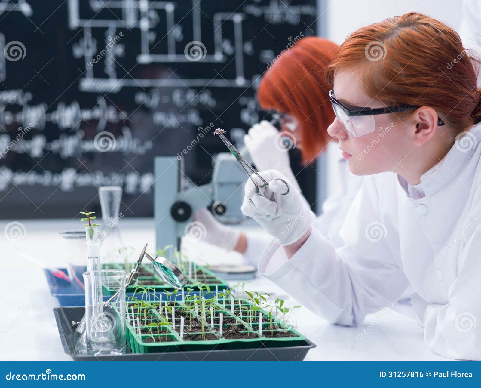 Student Analyzing in a Chemistry Lab Stock Photo - Image of biohazard ...