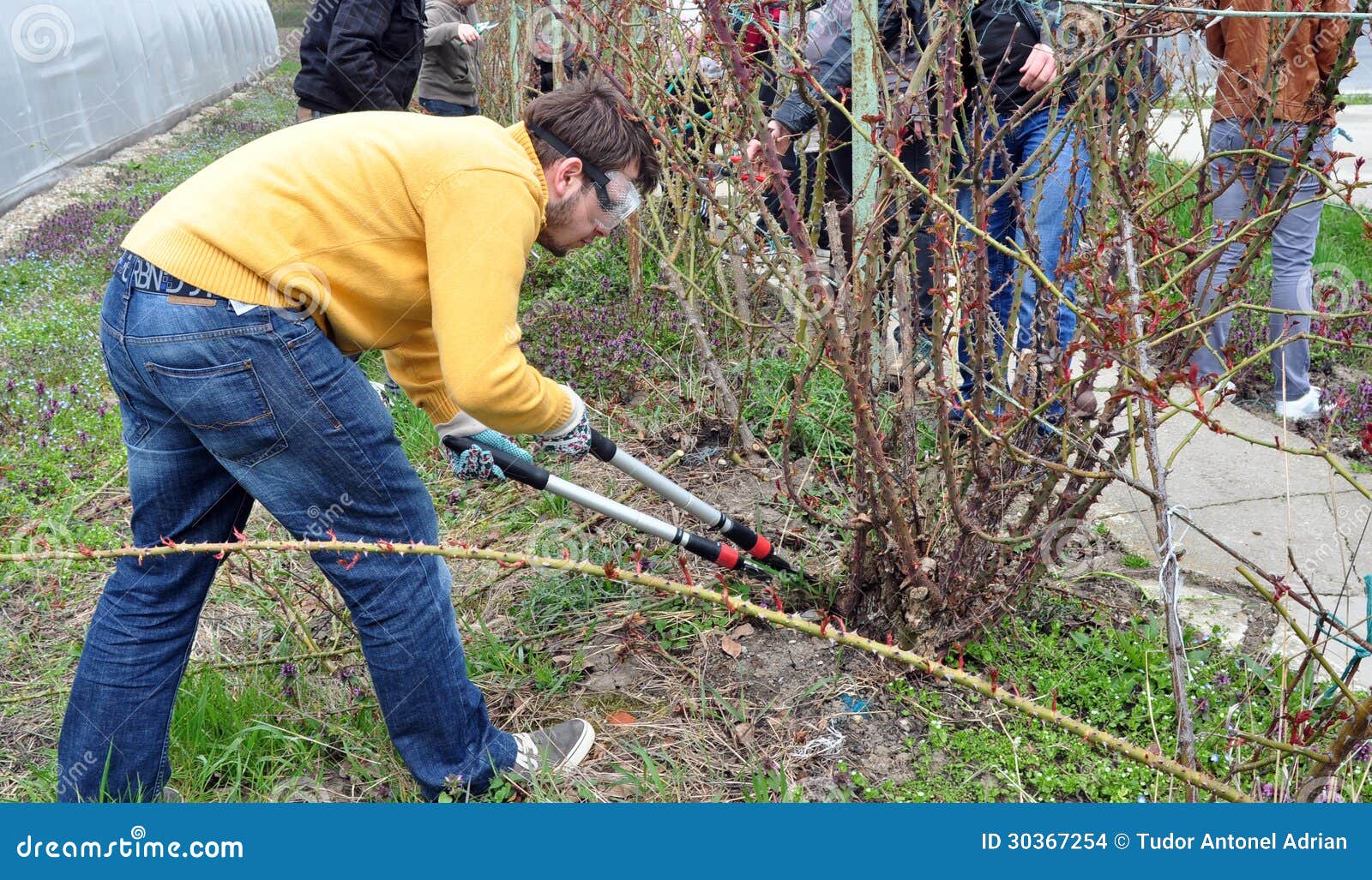 Student cutting roses stock photo. Image of garden, student - 30367254