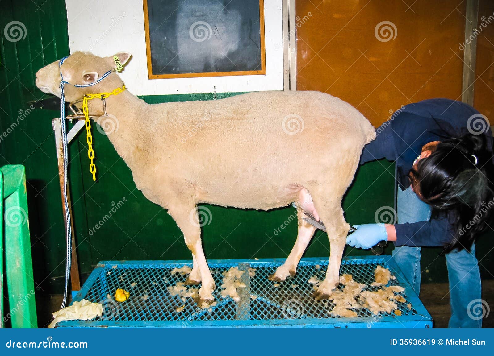 Student Grooming a Domestic Sheep Stock Image - Image of animal, wash ...