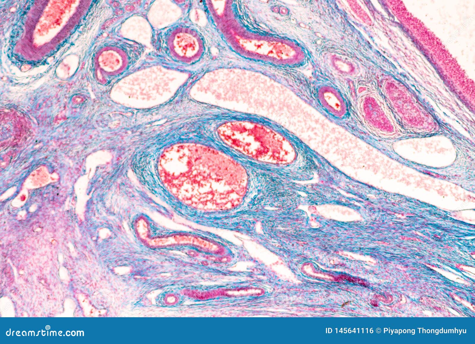 Student Learning Anatomy and Physiology of Ovary Under the Microscopic ...