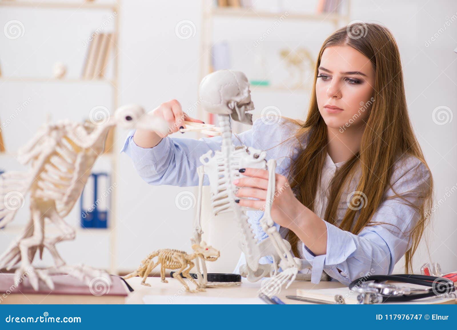 The Student Sitting in Classroom and Studying Skeleton Stock Image ...