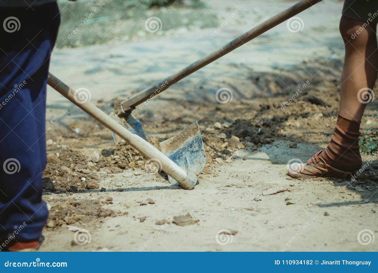 The Students Help To Dig Up The Grass To Prepare The Trees. Stock Photo ...