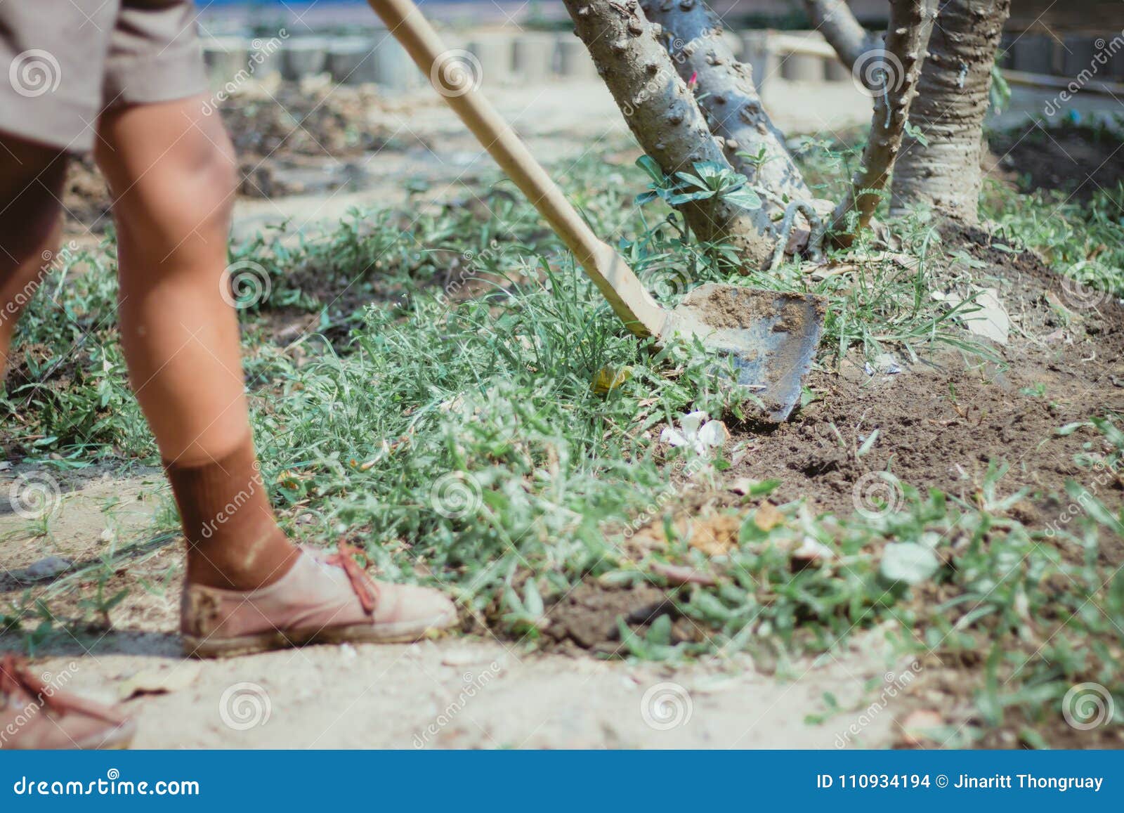 The Students Help To Dig Up the Grass To Prepare the Trees. Stock Photo ...
