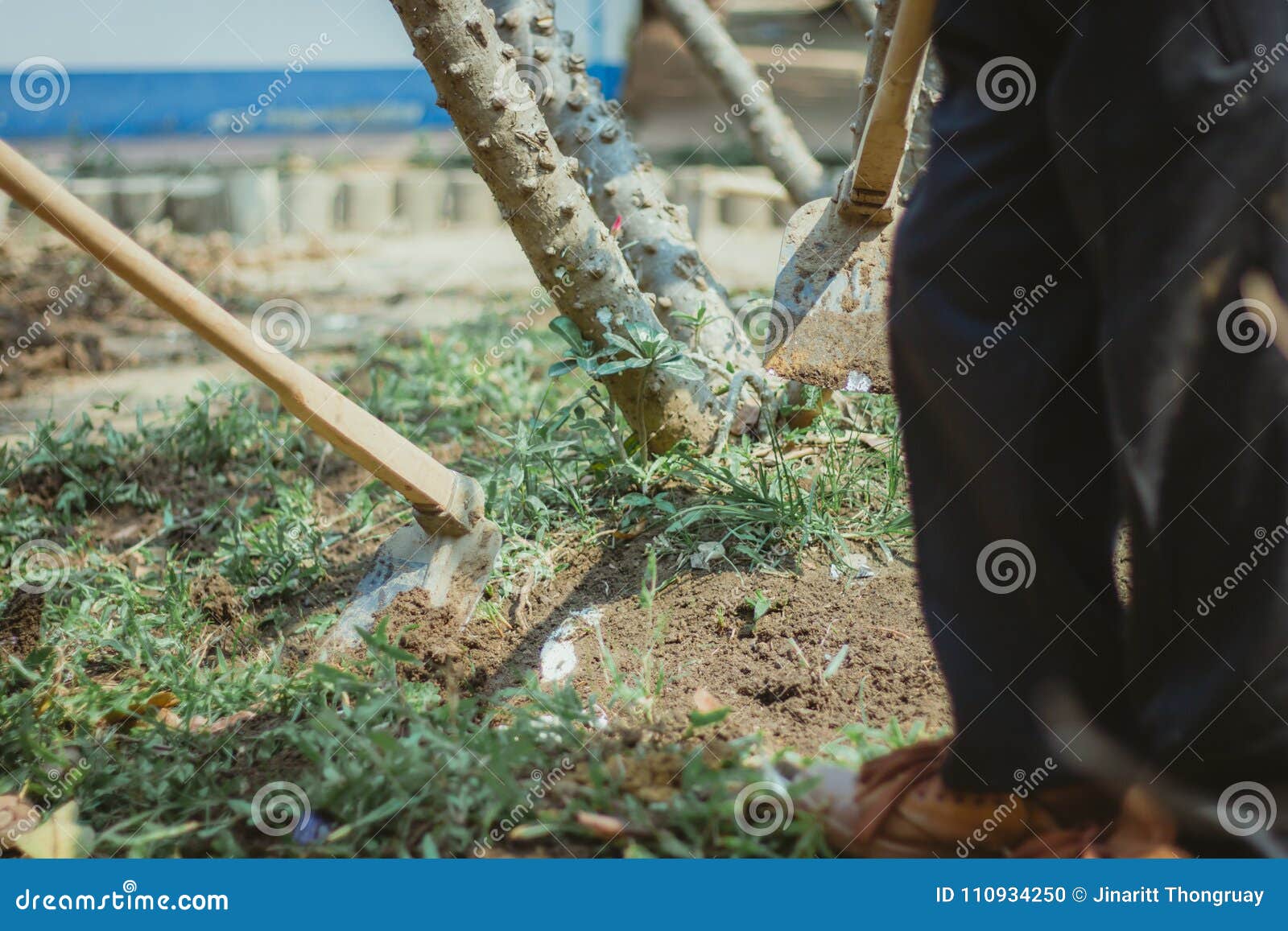 The Students Help To Dig Up the Grass To Prepare the Trees. Stock Photo ...
