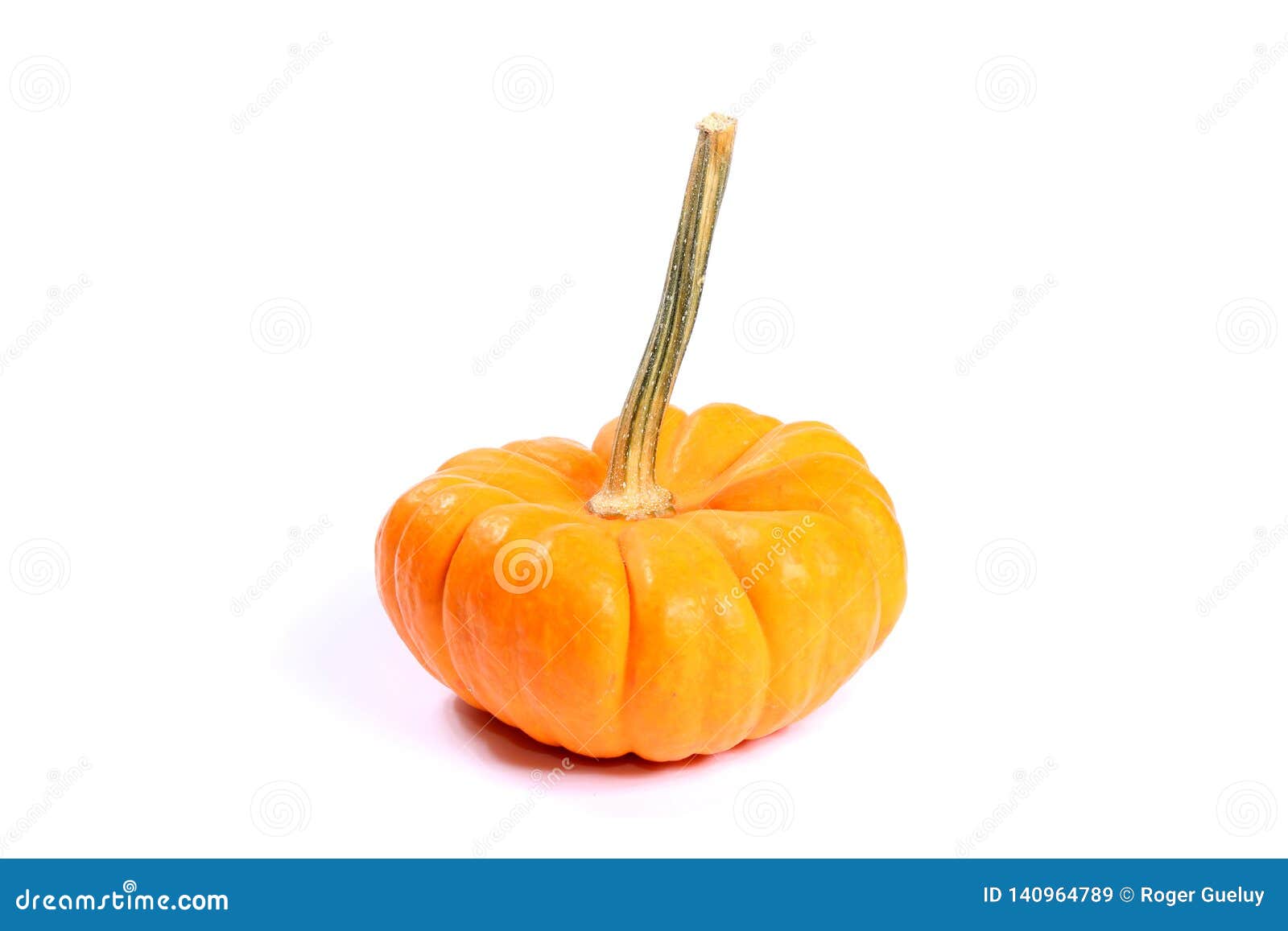 Studio Close Up Decorative Squash on White Background Stock Image ...