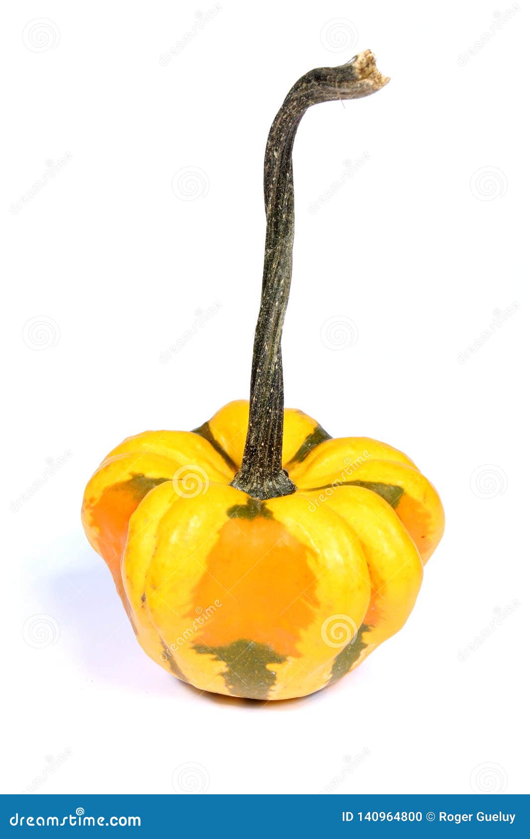 Studio Close Up Decorative Squash on White Background Stock Photo ...