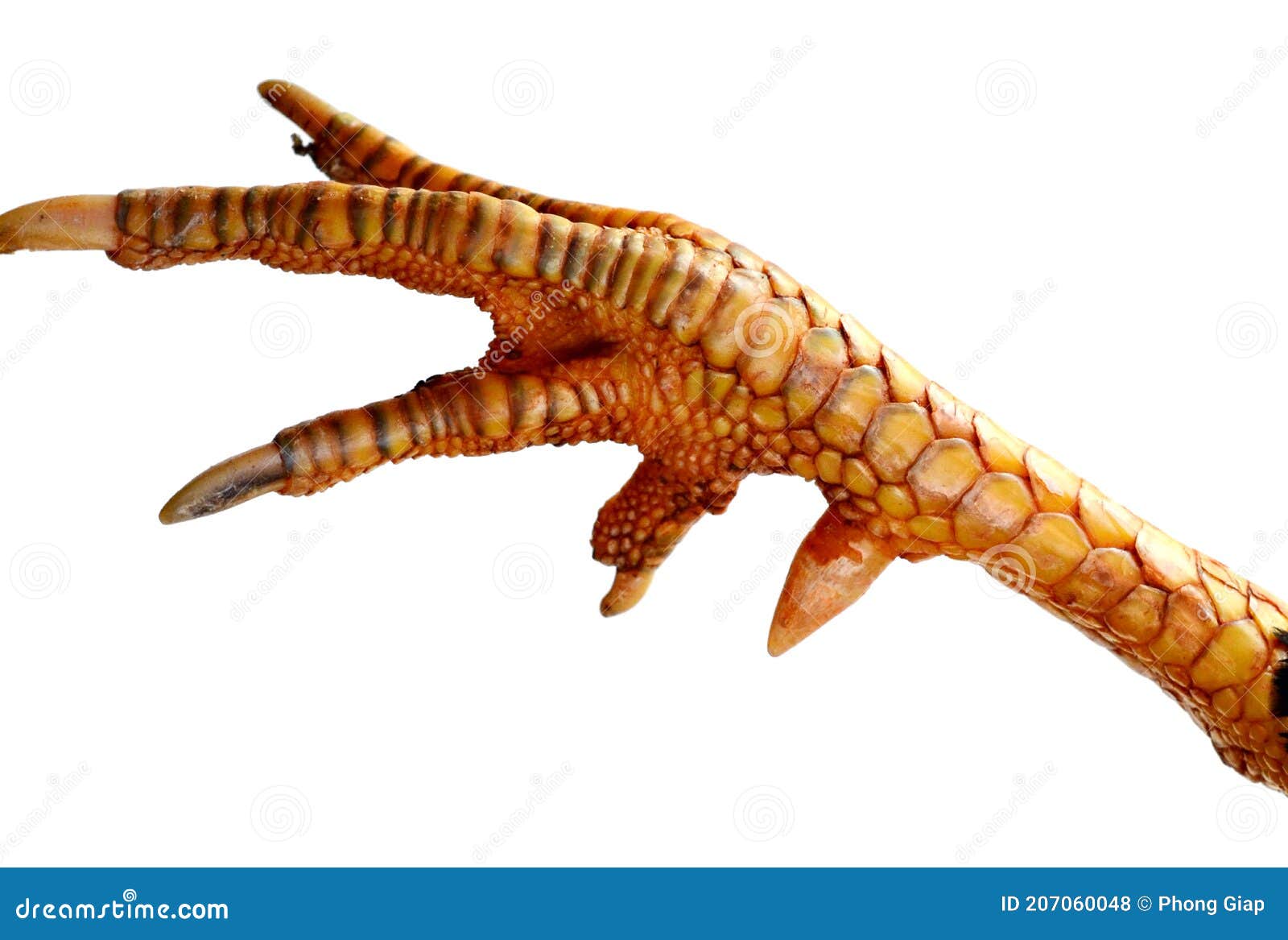 Chicken claw stock photo. Image of nail, three, chicken - 207060048