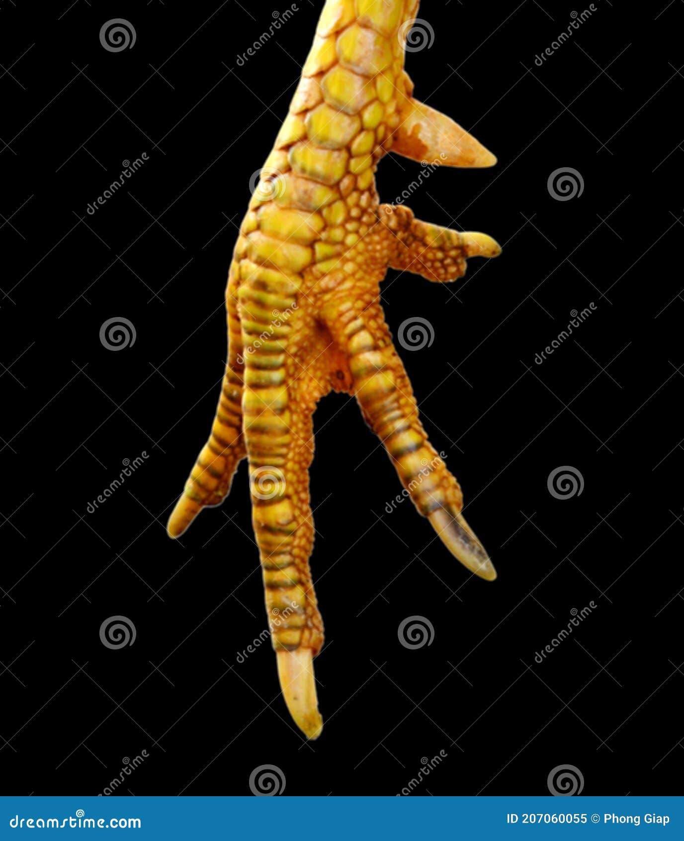 Chicken Claw Texture Stock Image | CartoonDealer.com #70210381
