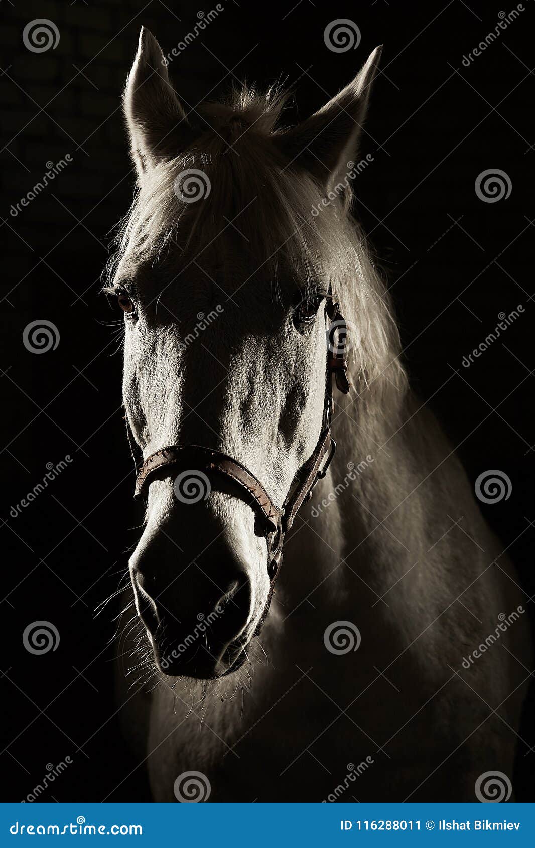 1,153 Backlight Contour Stock Photos - Free & Royalty-Free Stock Photos ...