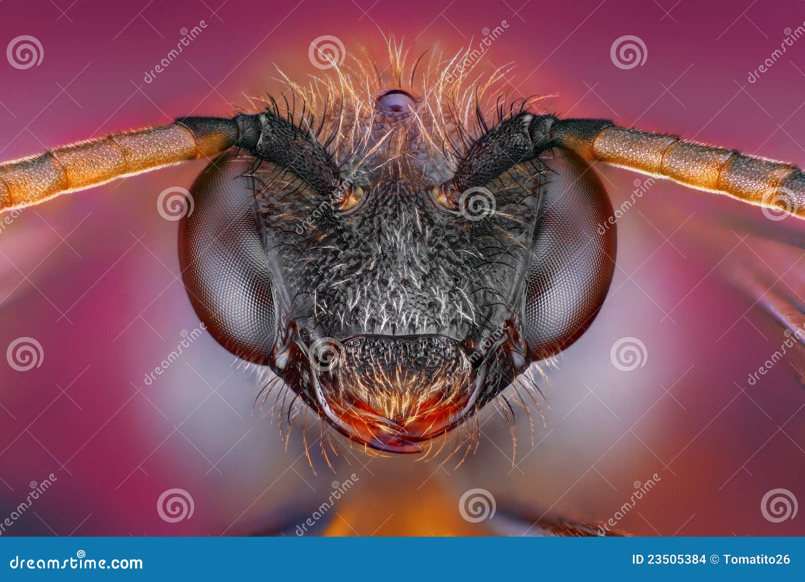 Studio Marcato E Dettagliato Estremo Sulla Testa Dell'ape Fotografia ...