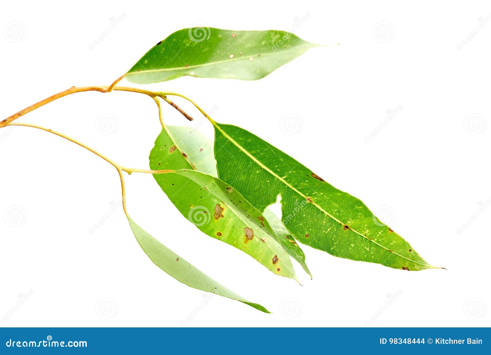 Gum Leaves stock photo. Image of closeup, horizontal - 98348444
