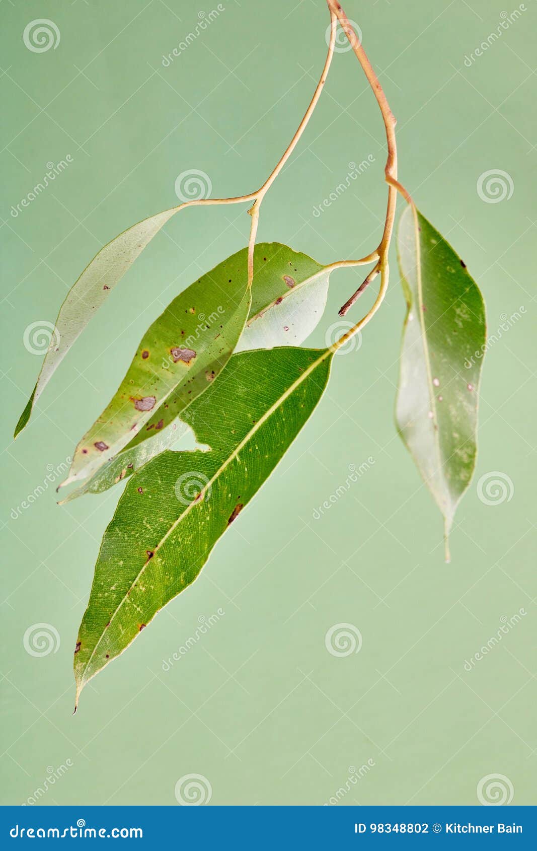 Gum Leaves stock photo. Image of gumnut, objects, macro - 98348802
