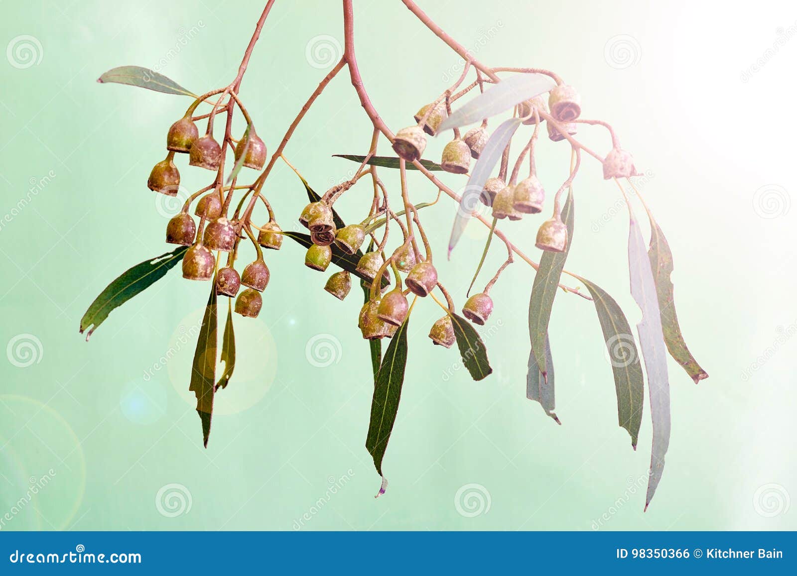 Gum Leaves stock photo. Image of white, brown, leaf, shell - 98350366