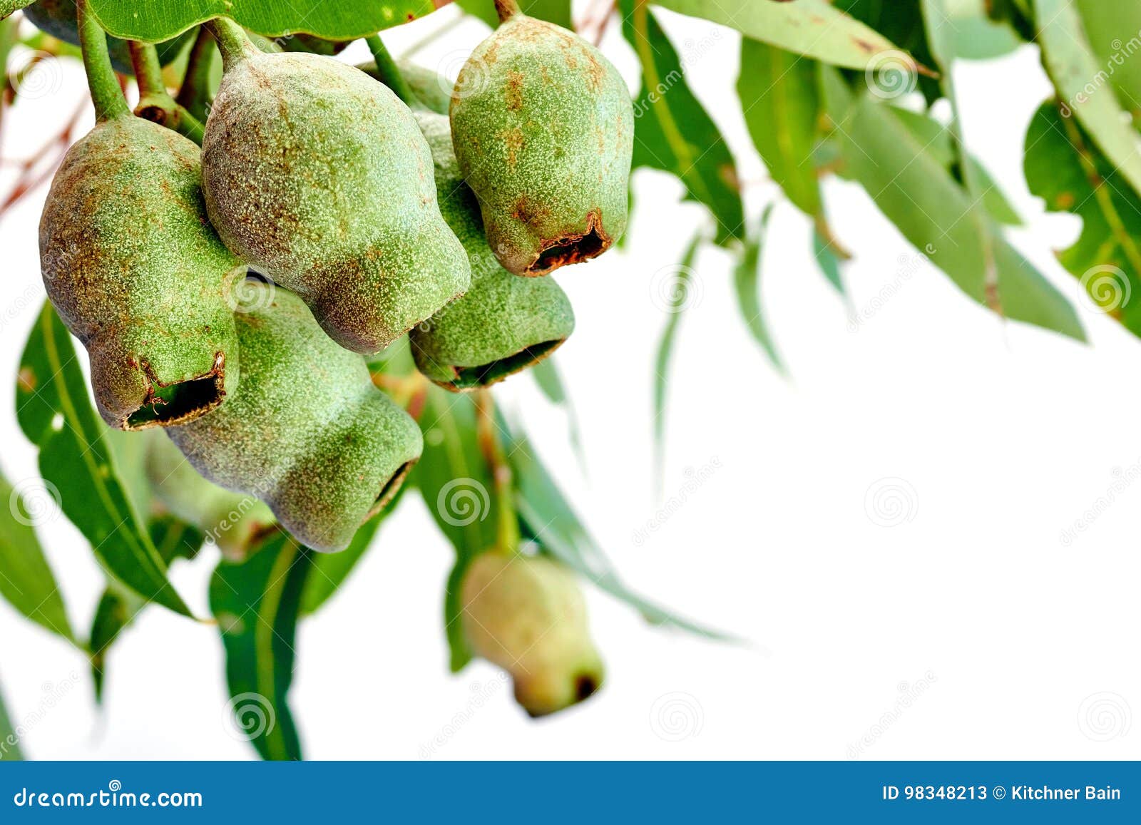Gum Nuts stock image. Image of green, white, australian - 98348213