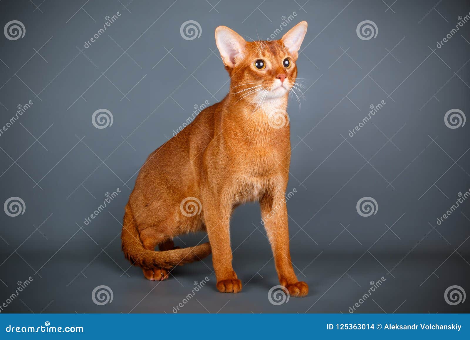 Abyssinian Cat on Colored Backgrounds Stock Photo - Image of pedigree ...