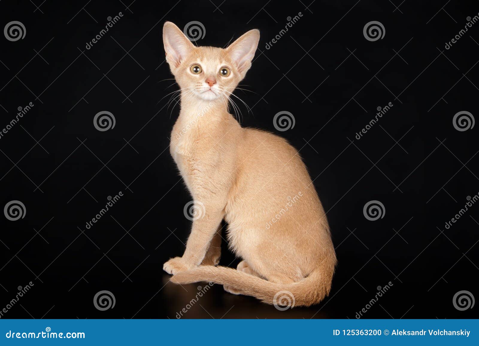 Abyssinian Cat on Colored Backgrounds Stock Photo - Image of show ...