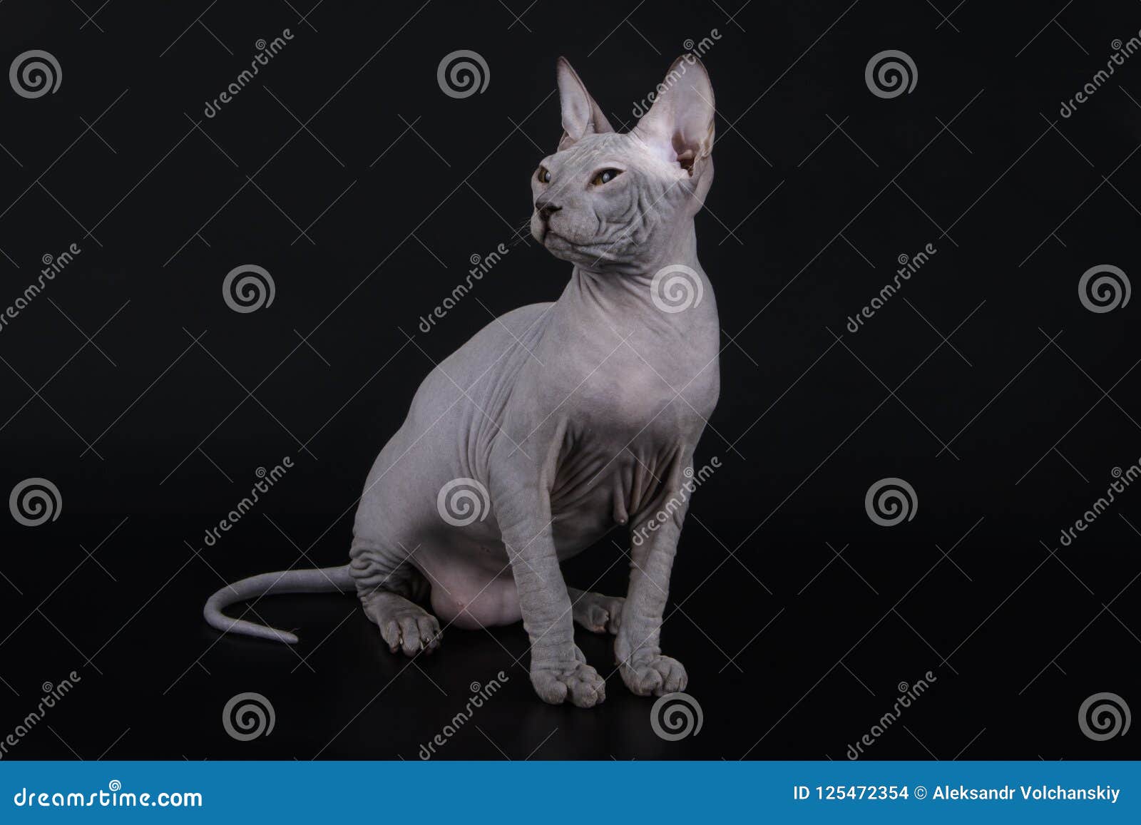 1,157 Sphinx Colored Stock Photos - Free & Royalty-Free Stock Photos ...
