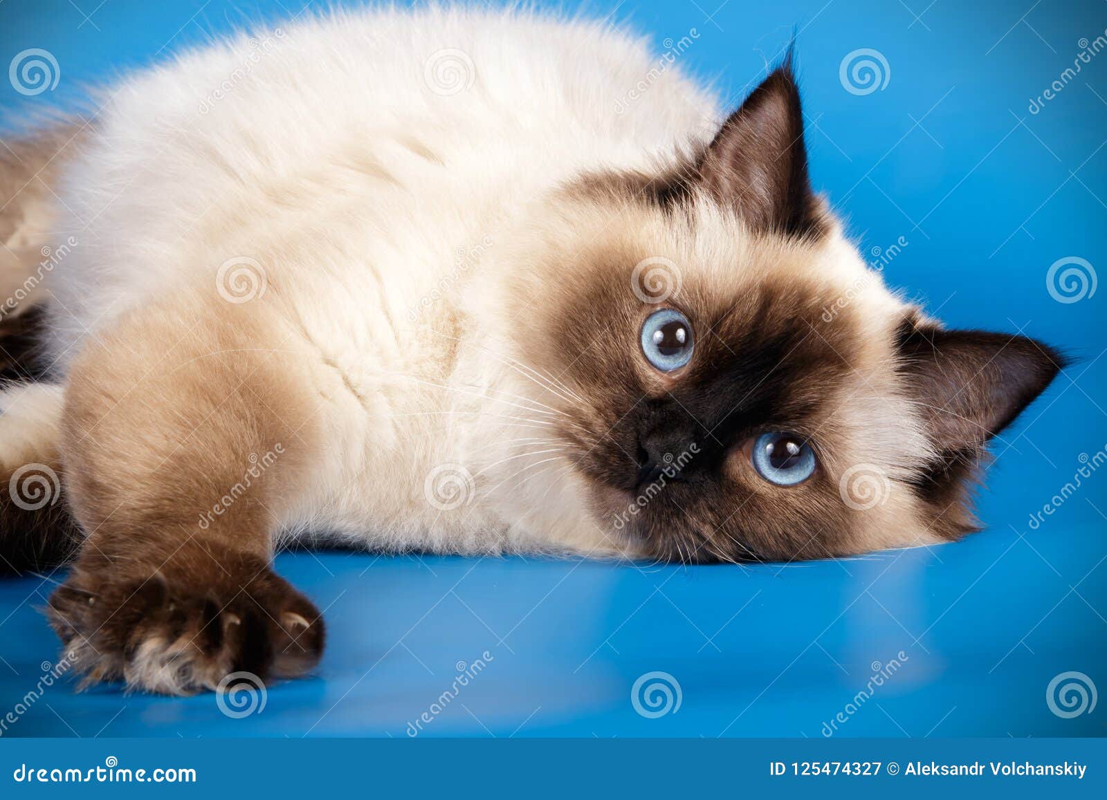 Ragdoll Cat on Colored Backgrounds Stock Image - Image of mammal ...