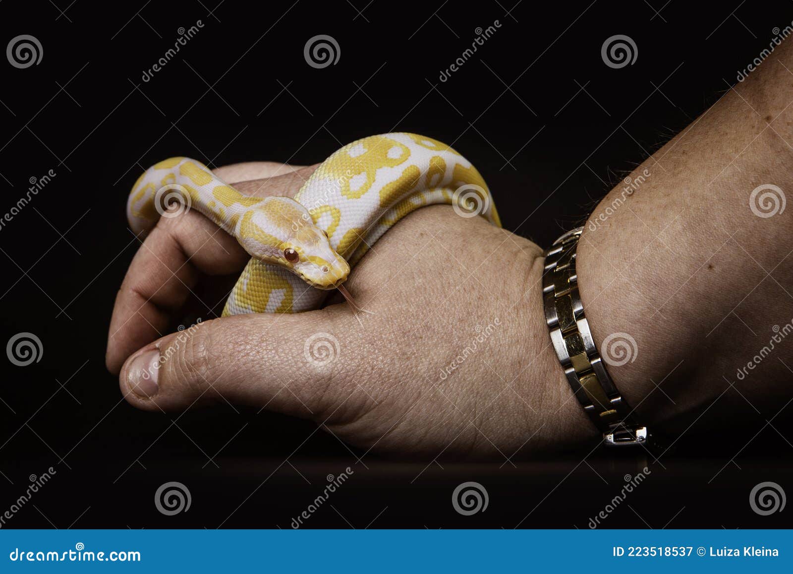 Studio Portrait of Ball Python Snake Stock Image - Image of hands, skin ...