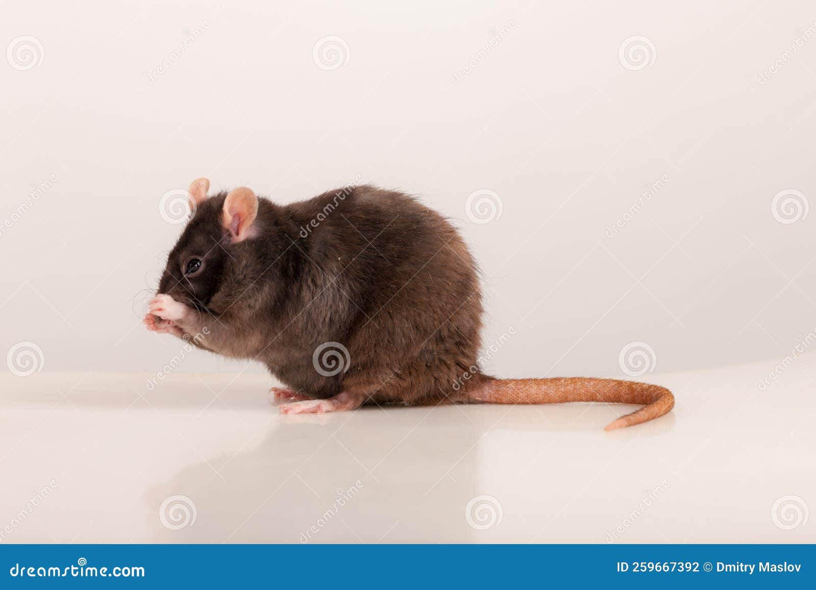 Studio Portrait of a Black Domestic Rat Stock Photo - Image of portrait ...