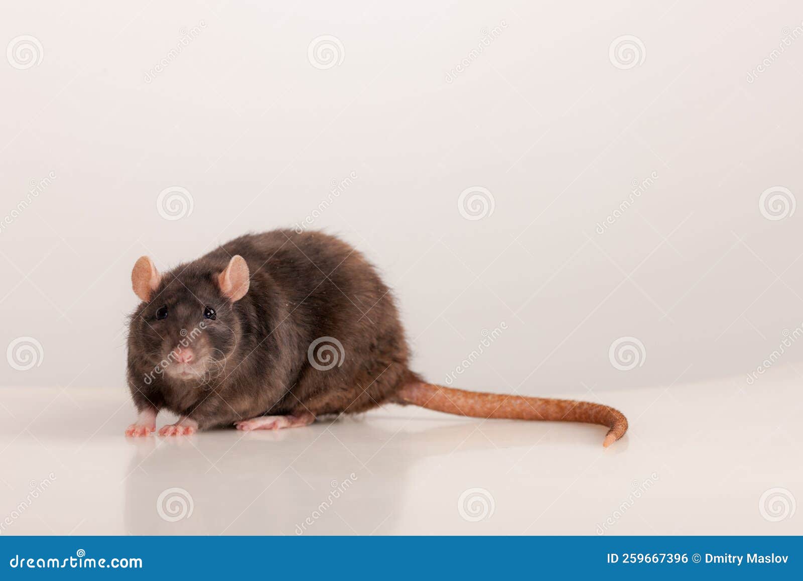 Studio Portrait of a Black Rat Stock Photo - Image of domestic, mammal ...