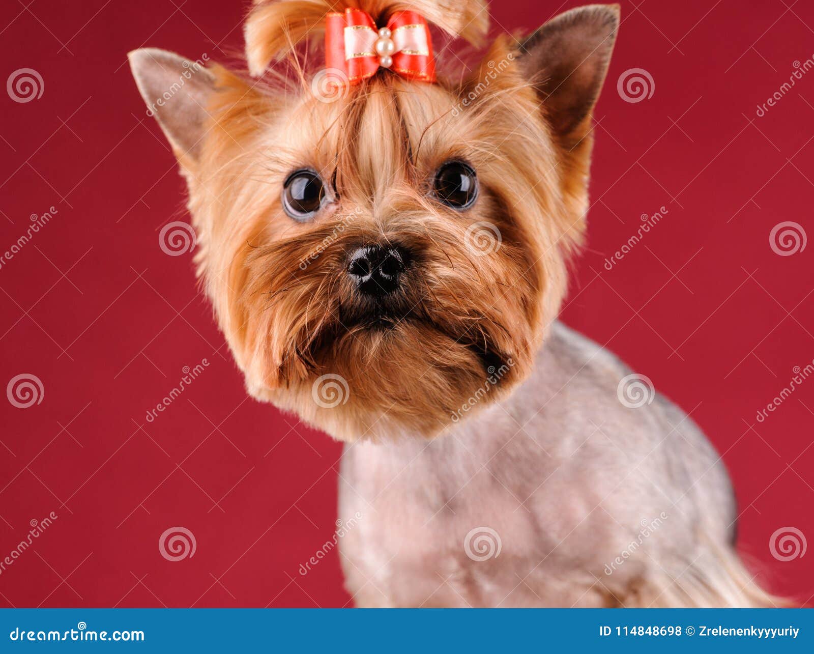 Studio Portrait of the Dog on a Red Background Stock Photo - Image of ...
