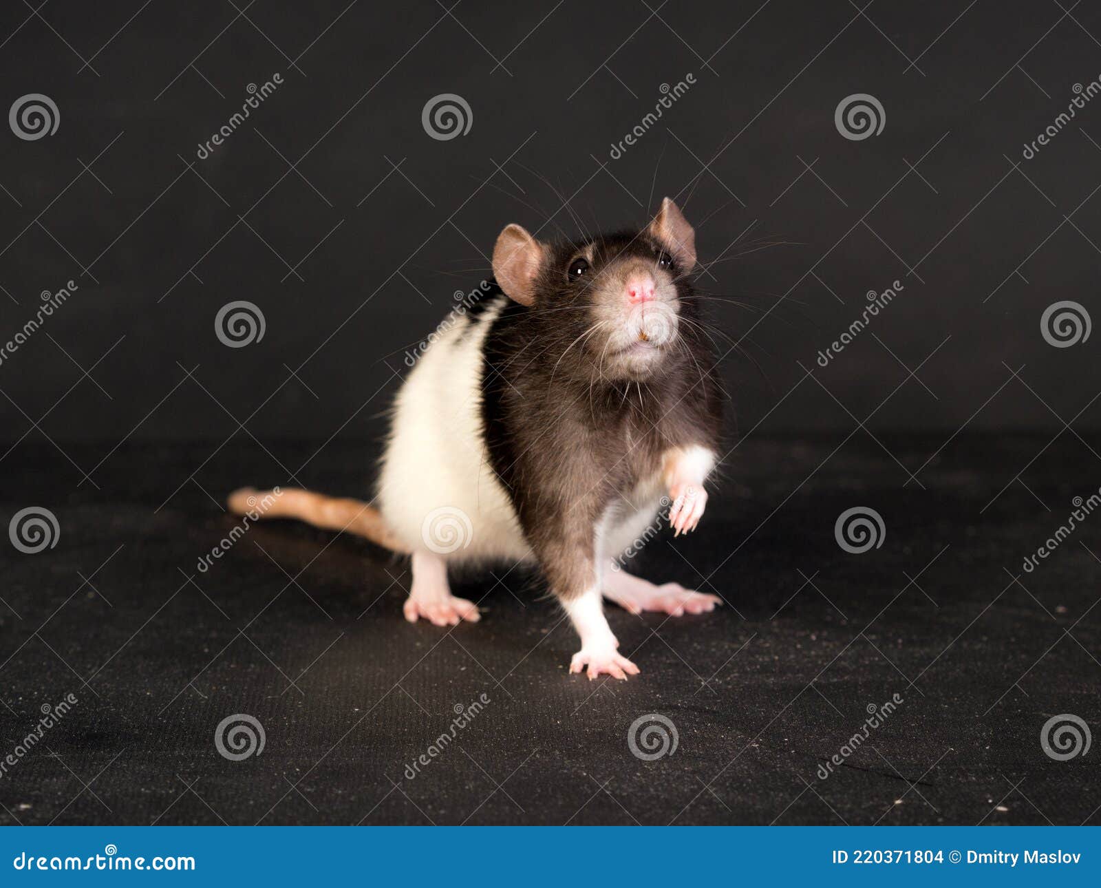 Studio Portrait of Domestic Rat Stock Photo - Image of backgrounds ...