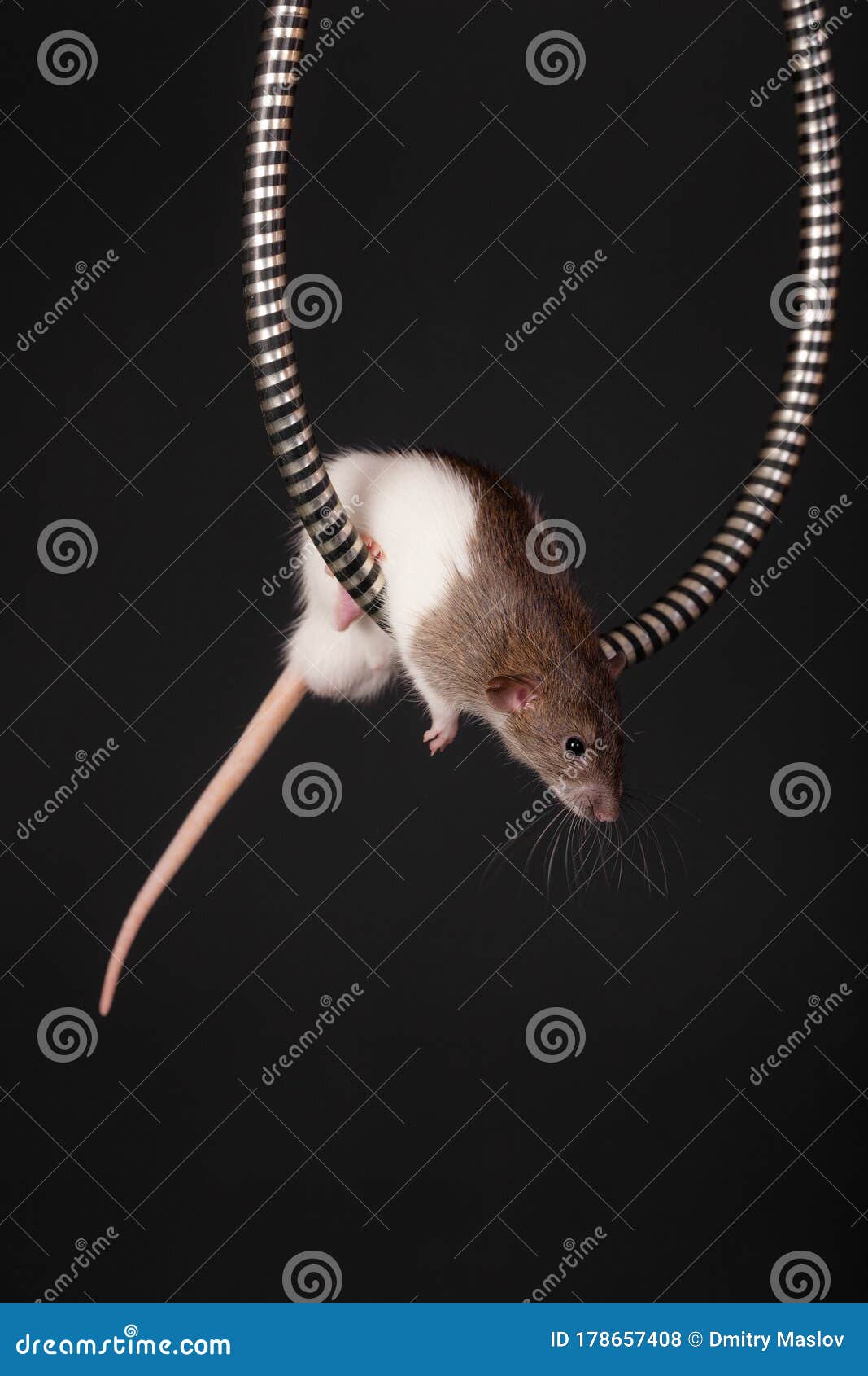 Studio Portrait of Domestic Rat Stock Photo - Image of pets, tube ...
