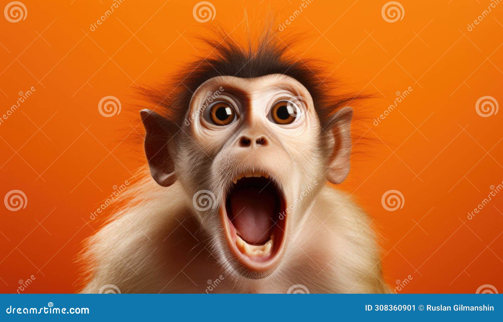 Studio Portrait of Funny and Excited Macaque Monkey on Orange ...